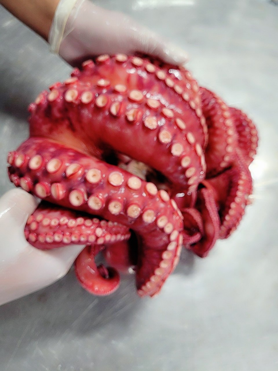 BẠCH TUỘC TAKO VIỆT NAM - VGVINA Seafood