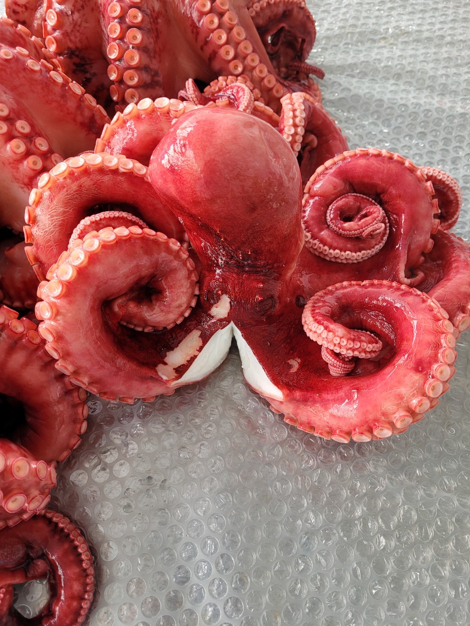 BẠCH TUỘC TAKO VIỆT NAM - VGVINA Seafood