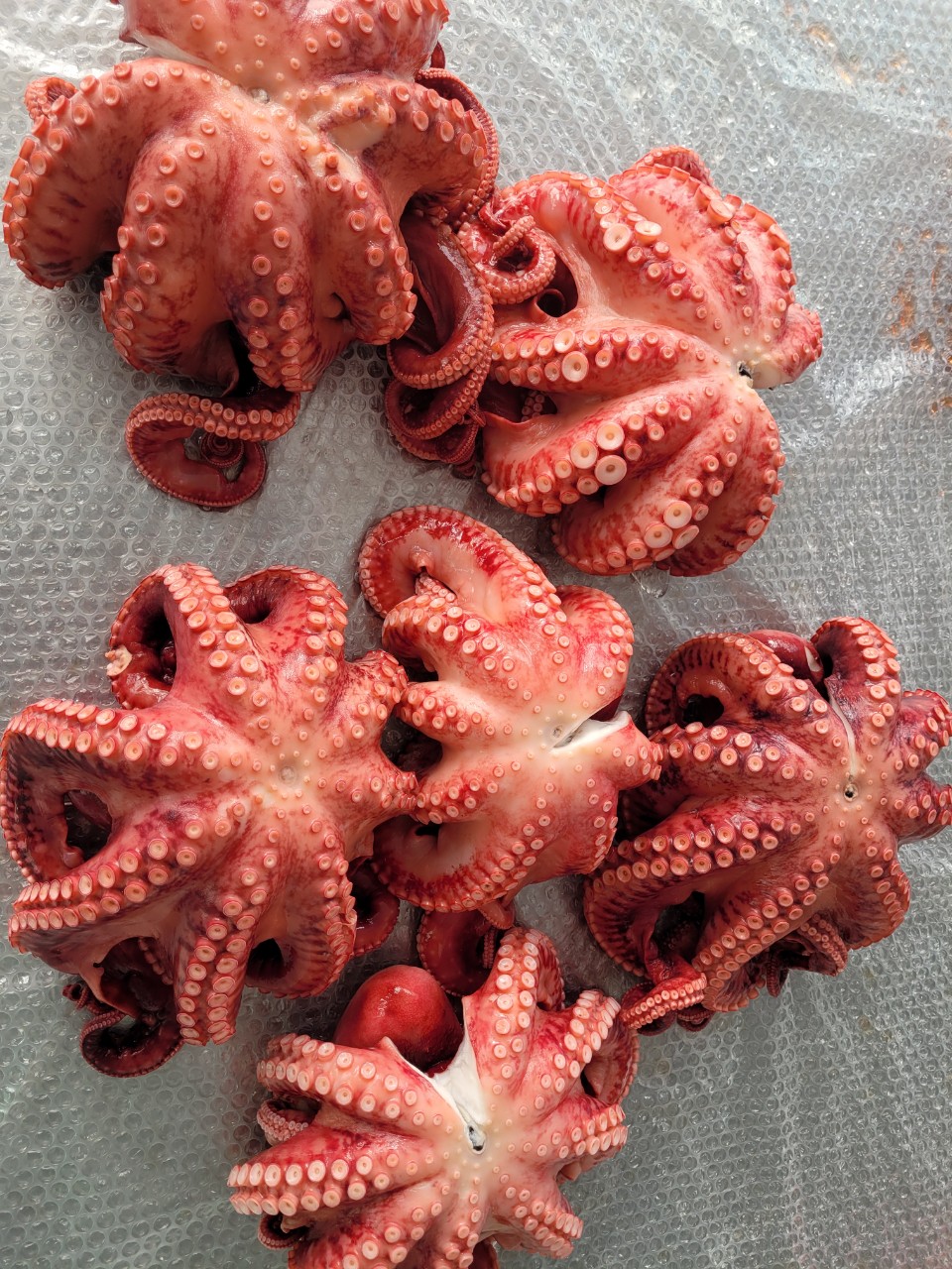 BẠCH TUỘC TAKO VIỆT NAM - VGVINA Seafood